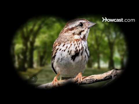 How to Identify Birds: The Song Sparrow