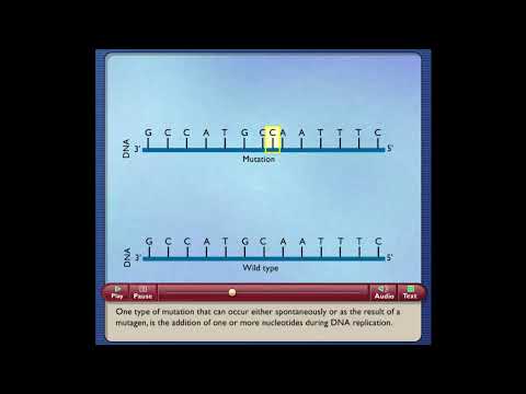 Frameshift Mutation