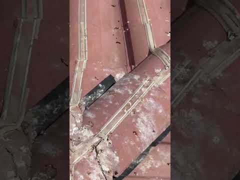 Keep at it #pestcontrol #yuma #termites #ants #pest #arizona #birds #roaches #bugs