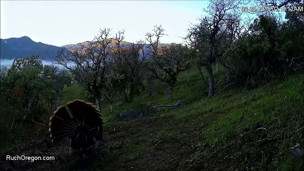 Ruch, Oregon Footage