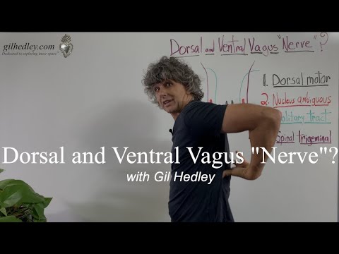 Dorsal and Ventral Vagus "Nerve?" Learn Integral Anatomy with Gil Hedley