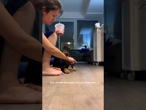 Rottweiler Puppy Working On Training