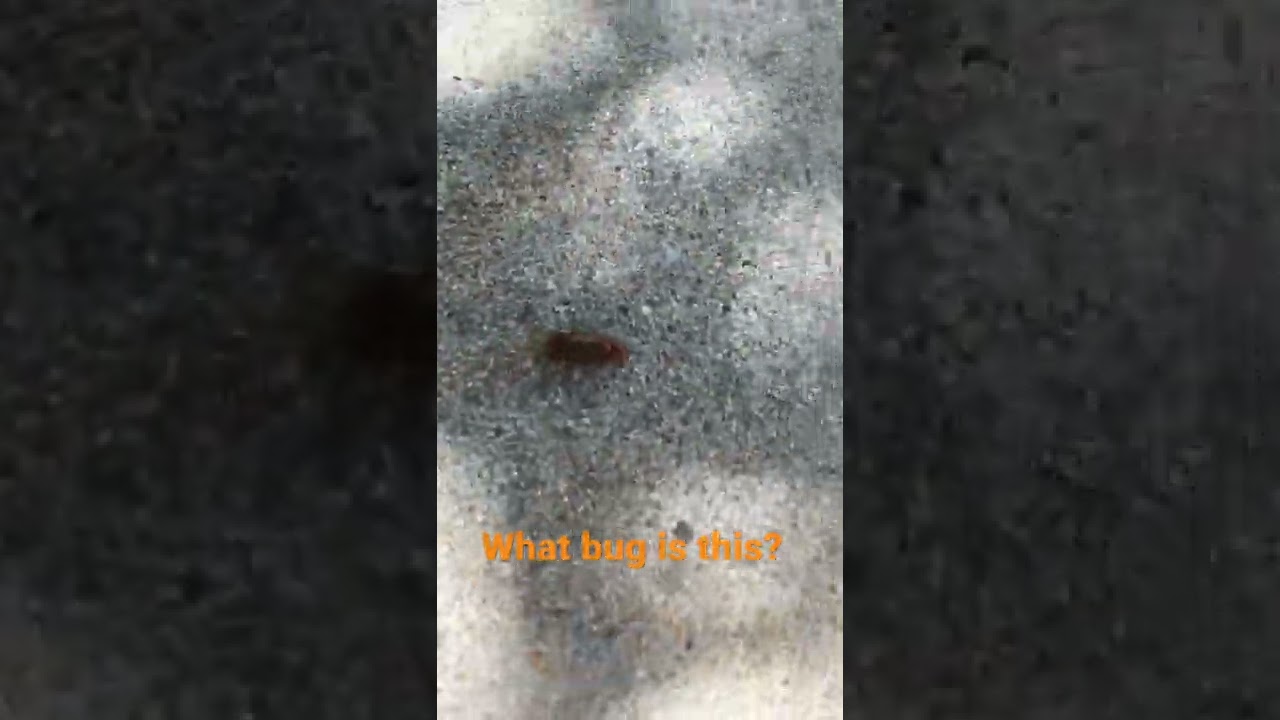 Anyone know what kind of bug this is?￼