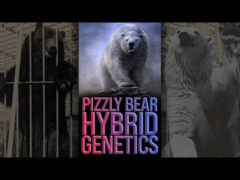 Pizzly Bear Hybrid Genetics 🐻❄️ #shorts