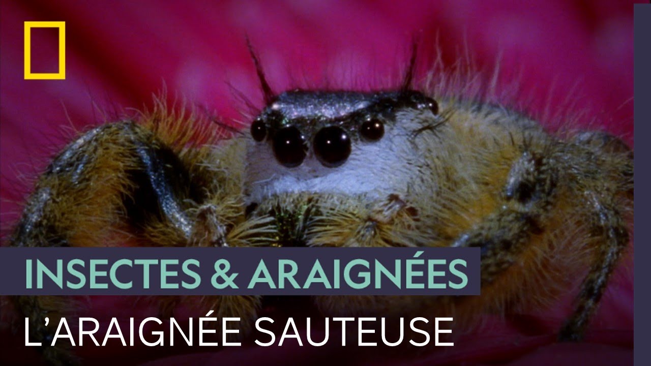 Documentaire | La technique mortelle de l’araignée sauteuse : repérer ...