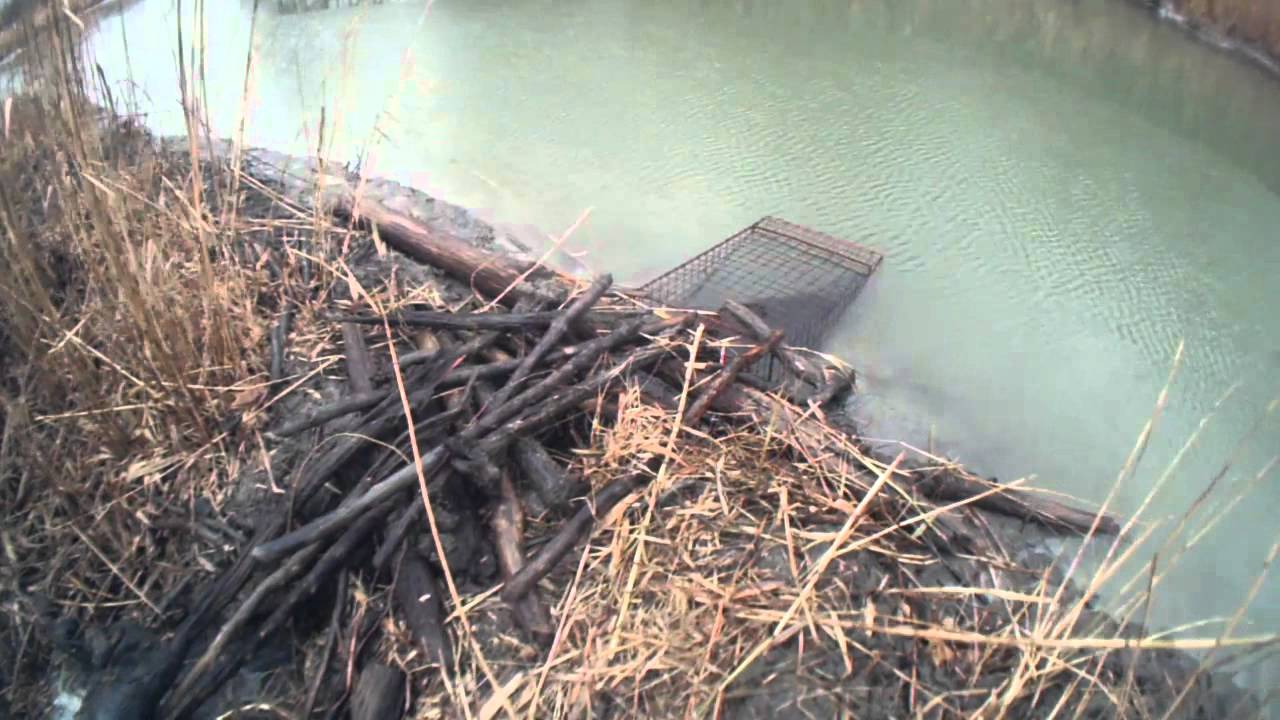 Beaver live cage trap by Comstock Custom Cage