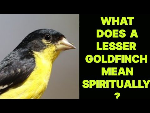 WHAT DOES A LESSER GOLDFINCH BIRD MEAN SPIRITUALLY ?