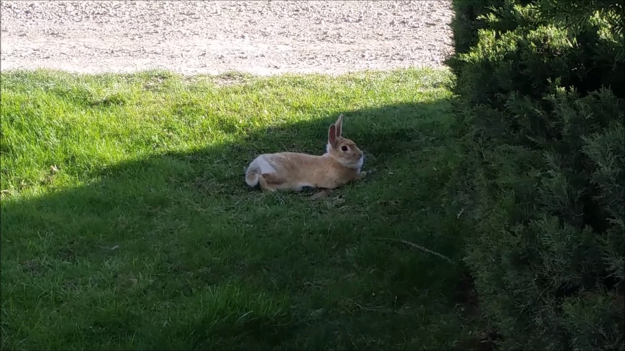 Groundhogs and Rabbit in the Cemetery