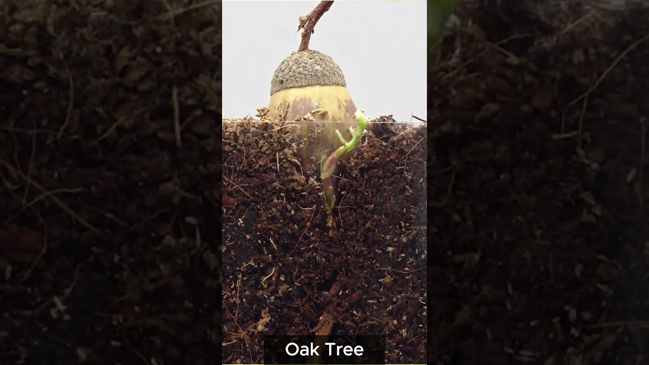 Oak Tree Growth Time Lapse From Acorn to Majestic Oak 🌱🌳 #viral #shortfeed  #timelapse
