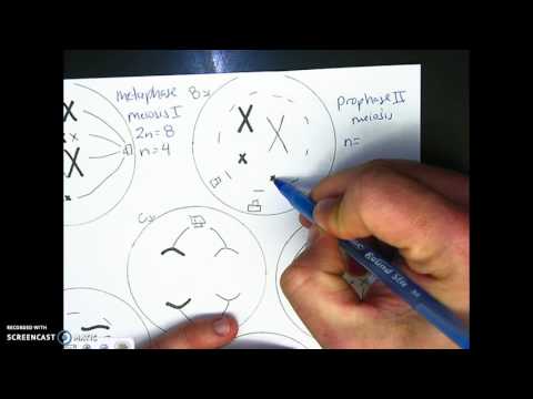 identifying mitosis and meiosis stages