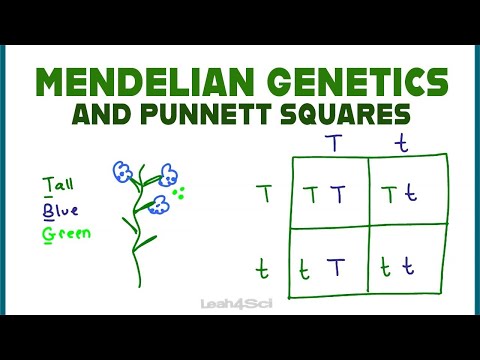 Punnett Squares and Mendelian Genetics Part 1 Video Lecture - MCAT