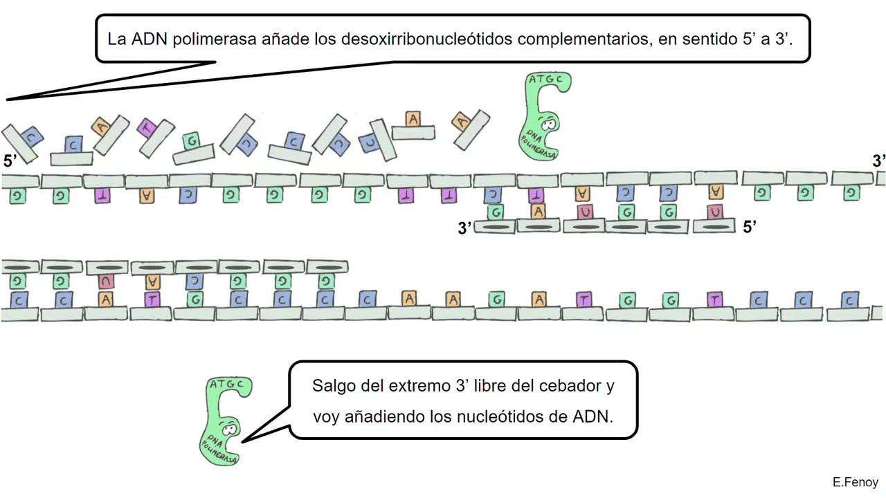 ¿Qué son las enzimas helicasa y polimerasa? – LIB ASK