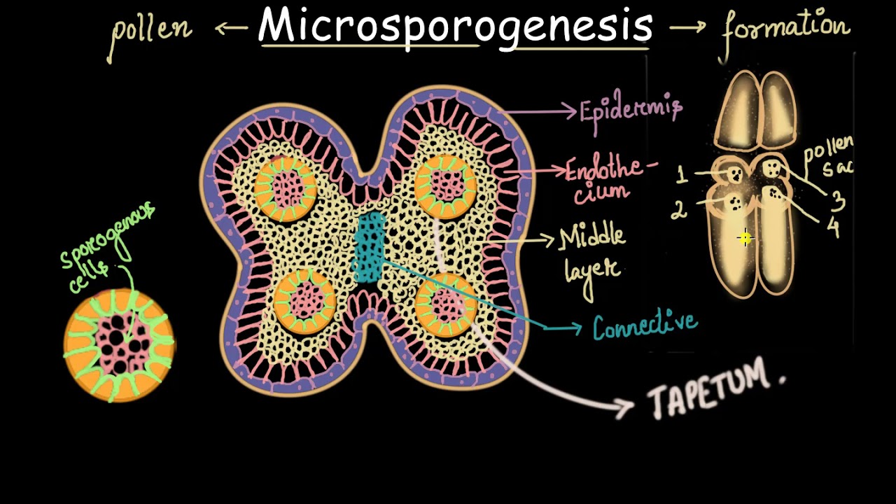 Microsporogenesis process | Sexual reproduction in flowering plants | Biology | Khan Academy
