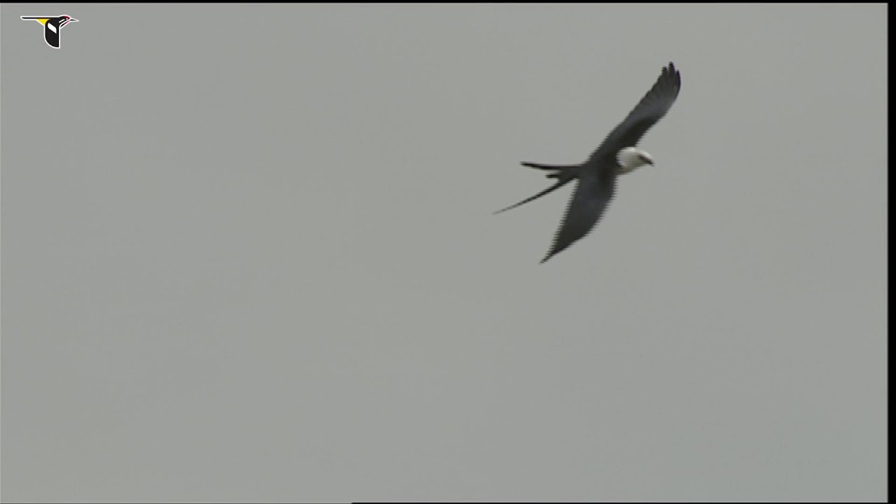 A Swallow-tailed Kite flying