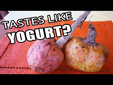 YELLOW CUSTARD APPLE (Anona reticulata) - Weird Fruit Explorer Ep. 384