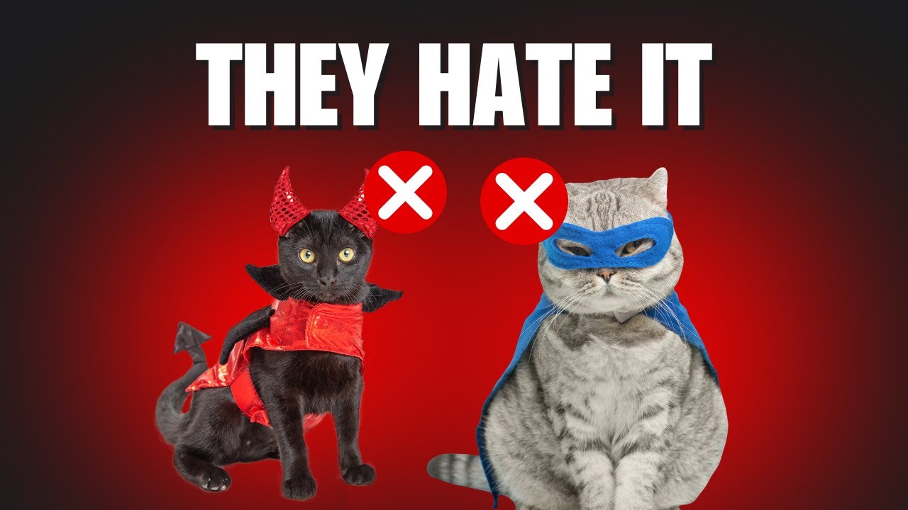 Cute Sin All Cat Parents Do