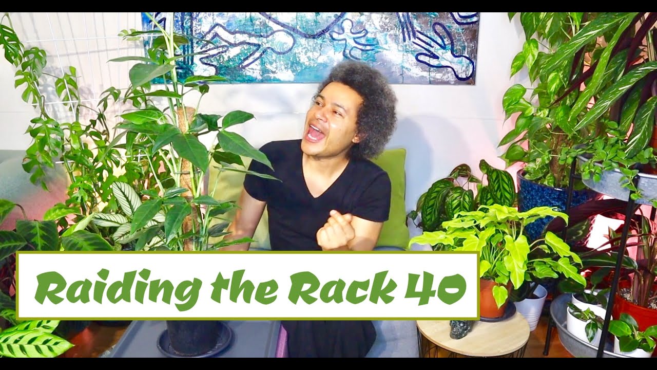 Raiding the Rack 40 - Syngonium podophyllum (auritum) 'Trileaf Wonder' (Arrowhead Vine) Plus More...