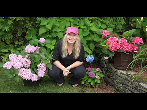 What Variety of Hydrangea Do You Have? How to Find the Name of Your Hydrangea