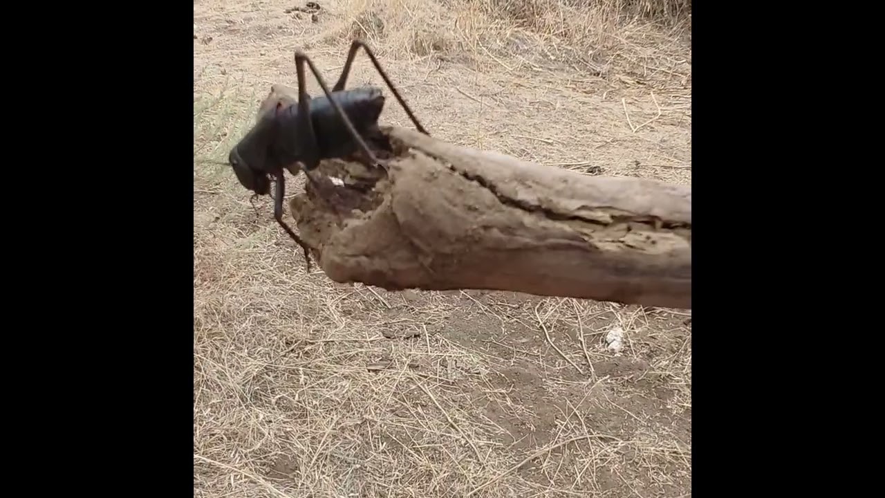 Mormon cricket (Anabrus simplex)