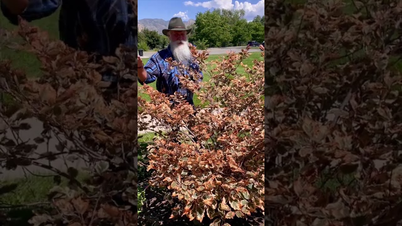 Sun On A Beech! #trees #landscape #gardening #education #saltlakecity #thejamesbattonshow