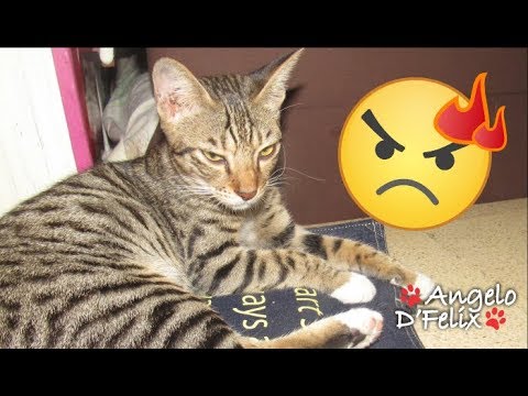 Can Cat Hold Grudges?
