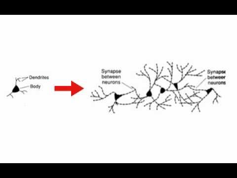 Brain-based Learning Model (Neuroplasticity)