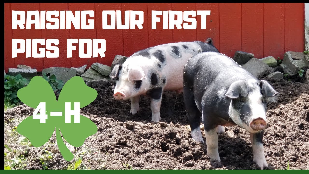 Raising 4-H PIGS
