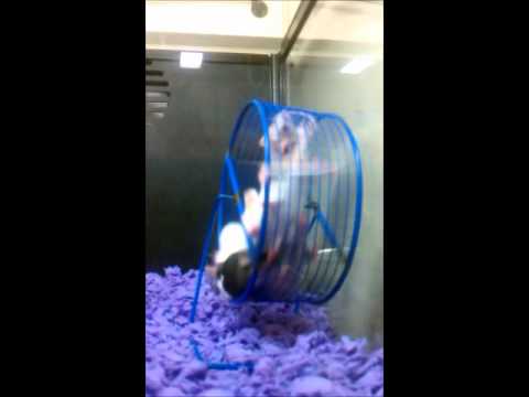 Visiting the Mouse Circus | squirrel circus