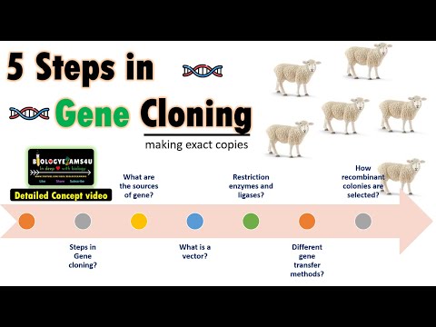 Steps in Gene Cloning || A Complete Comprehensive Concept Video