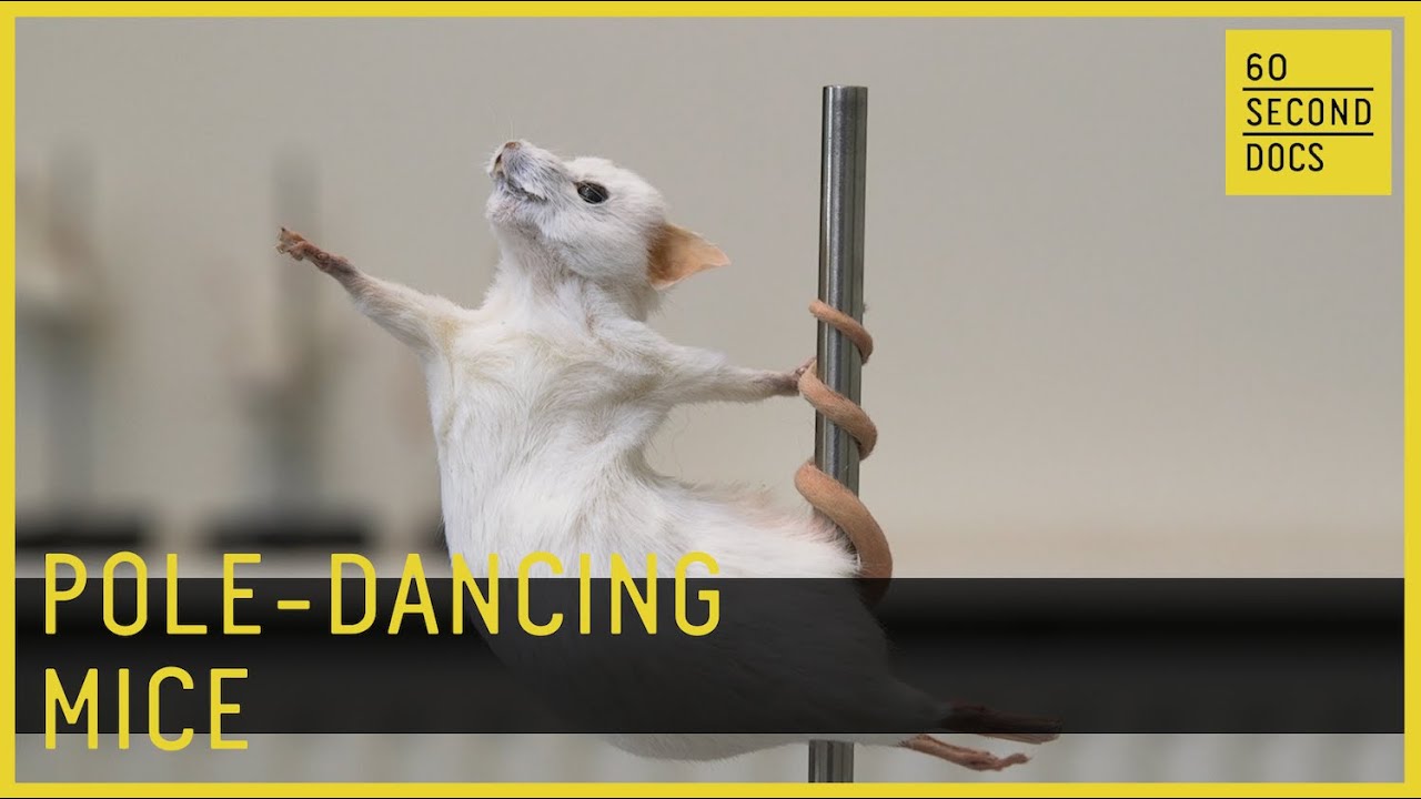 Pole-Dancing Taxidermy Mice