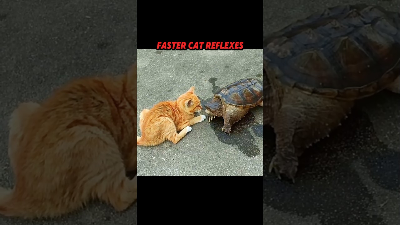 Turtle Strikes Fast ⚡🐢… But the Cat is Even Faster! 🐱🔥 #trending #animals #wildlife #nature #cat