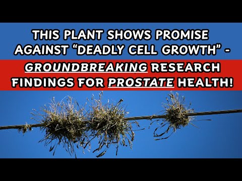 The Truth About Ball Moss: Studies Leave Scientists Speechless / Earth's Medicine