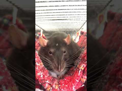 Cute pet rat bruxing and boggling