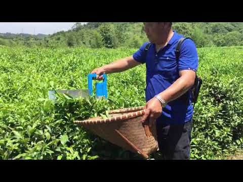 Tea Plucker - Tea Plucking Machine Latest Price, Manufacturers & Suppliers
