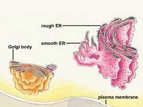 Cytomembrane Secretion