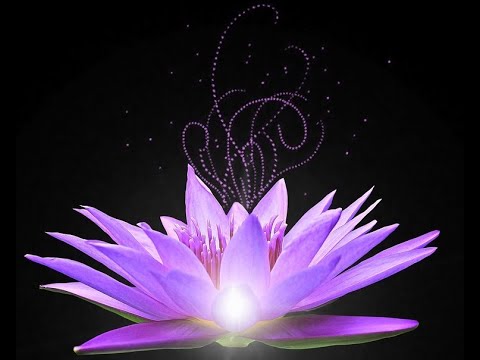 FLEURS DE LOTUS / LOTUS FLOWERS - Musique de relaxation - méditation - apaisement du stress