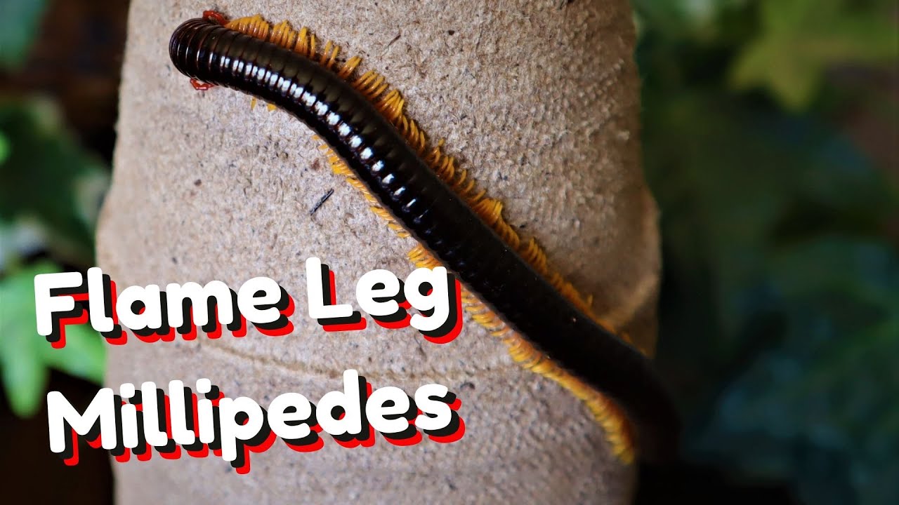 Flameleg Millipede  |  Basic care and setup  |  Trigoniulus macropygus