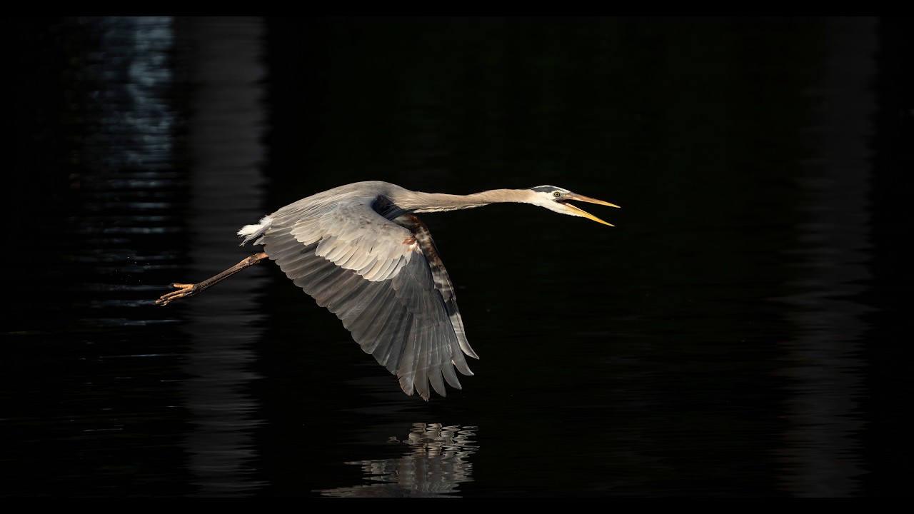 Artistry and Creativity in Image Optimization