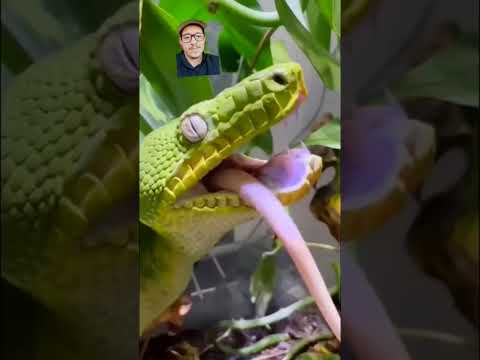 The Emerald tree boa has huge teeth!