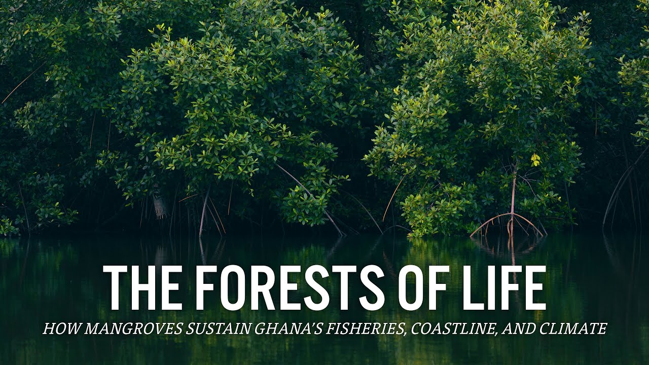 The Forests of Life: How Mangroves Sustain Ghana's Fisheries, Coastline, and Climate – an EJF film