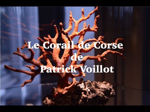 Documentaire | Le corail de corse