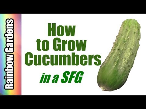 How to Grow Cucumbers in a Square Foot Garden, Plant, Trellis, Care, Problems, & Harvest!