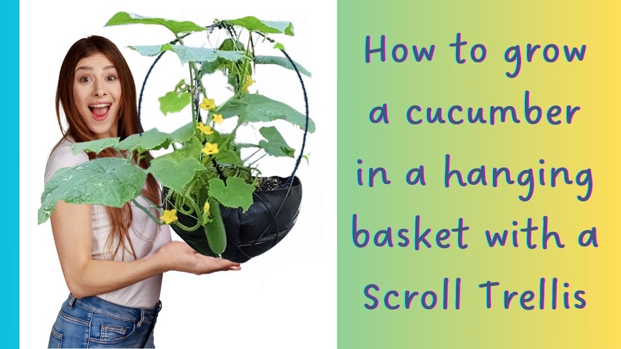 How to grow a cucumber in a hanging basket with a Scroll Trellis that's food safe. #growagarden