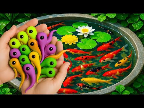 Catch Beautiful Aquarium Fish In Small Pond Baby Turtles Eels Iguana,Tadpoles, Seahorses,Guppies,Koi