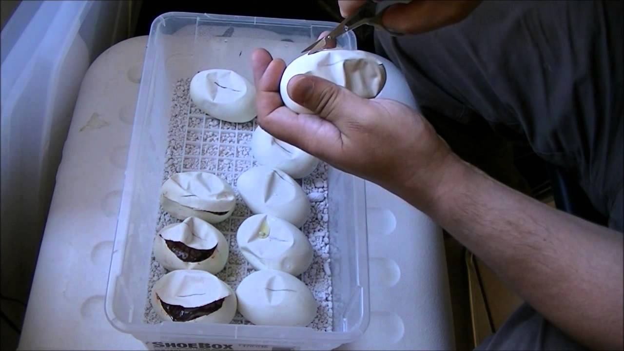 Cutting Ball Python eggs clutch #1 .2013