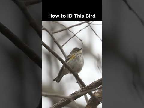 Can you identify this songbird?