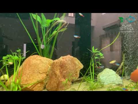 Fish Tank Cleaning Service, Aquarium Cleaning Service in India
