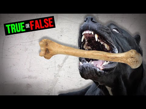 Cane Corso Bite can Break Bones - TRUE or FALSE