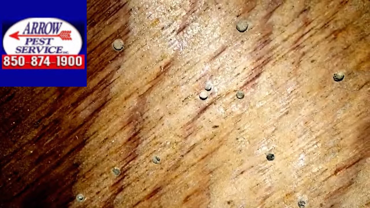 Powder Post Beetles in Crawl Space, Panama City, FL- Arrow Pest Service