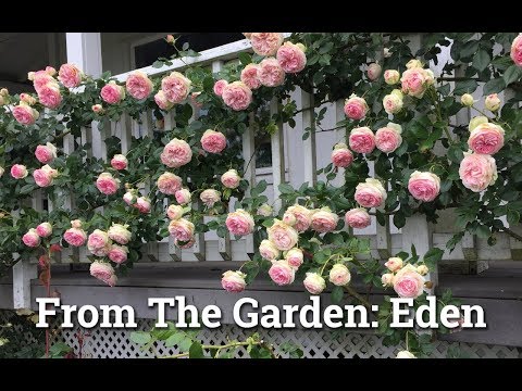 Eden: Climbing Rose